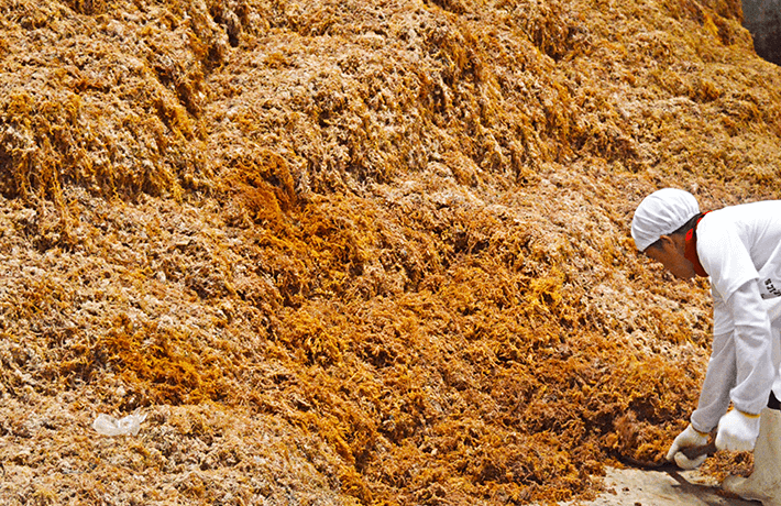 Carrageenan | Semi-refined Carrageenan | Zamboanga Carrageenan